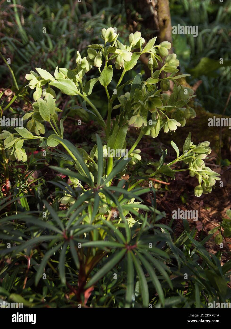 Helleborus foetidus is an evergreen perennial with erect stems, and ...