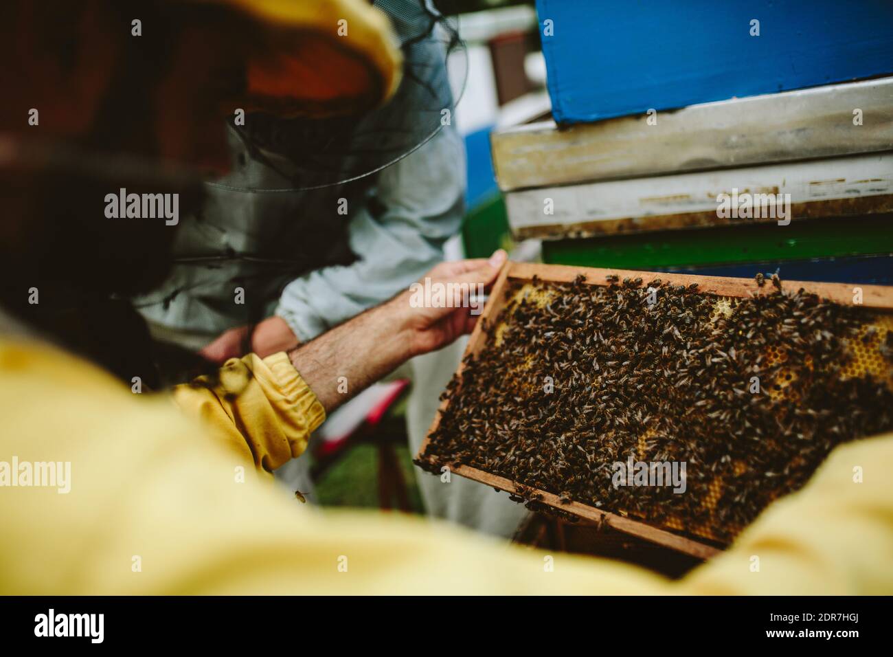 Bee getting food hi-res stock photography and images - Alamy