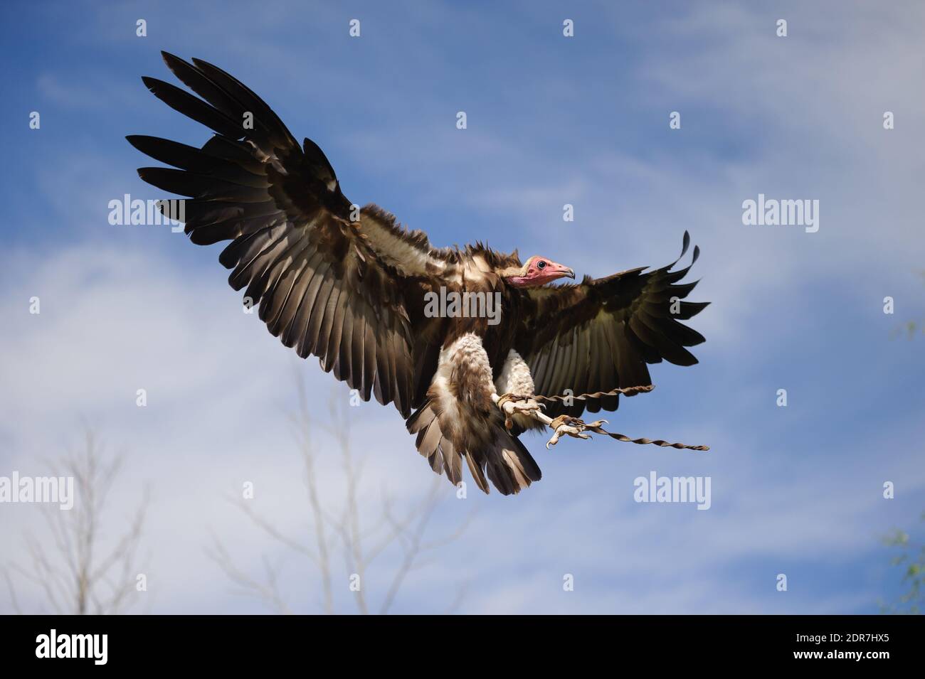 vulture in flight Stock Photo - Alamy