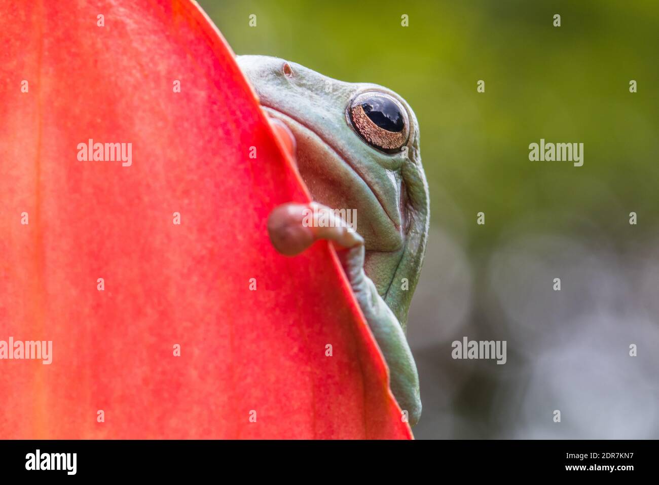 Dumpy frog hi-res stock photography and images - Alamy
