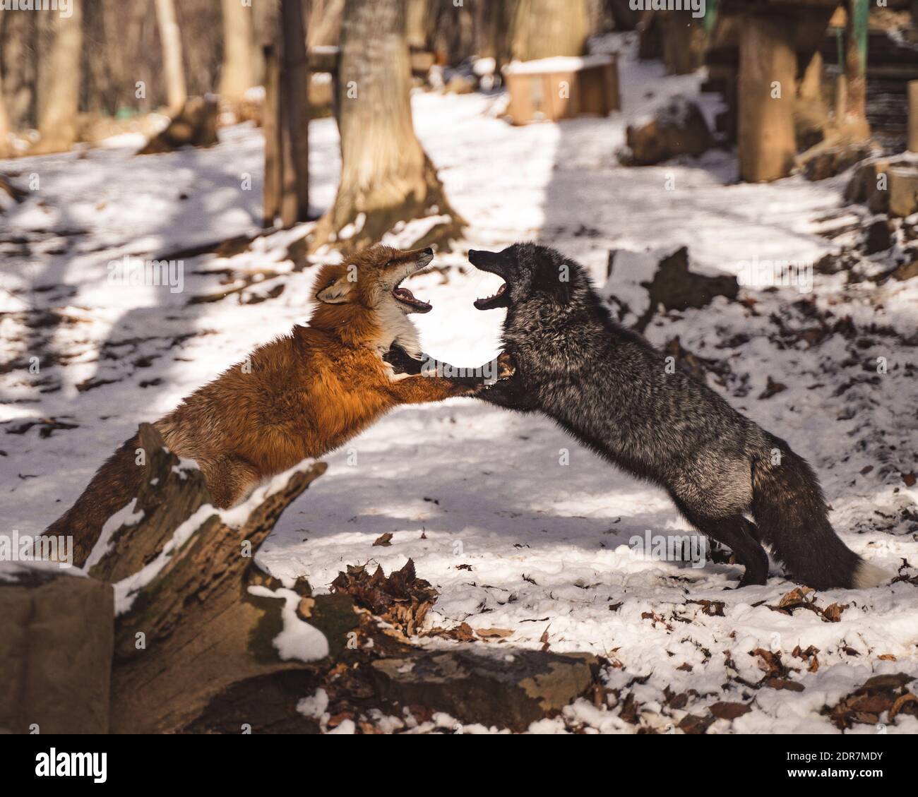 Two foxes fighting in hi-res stock photography and images - Alamy