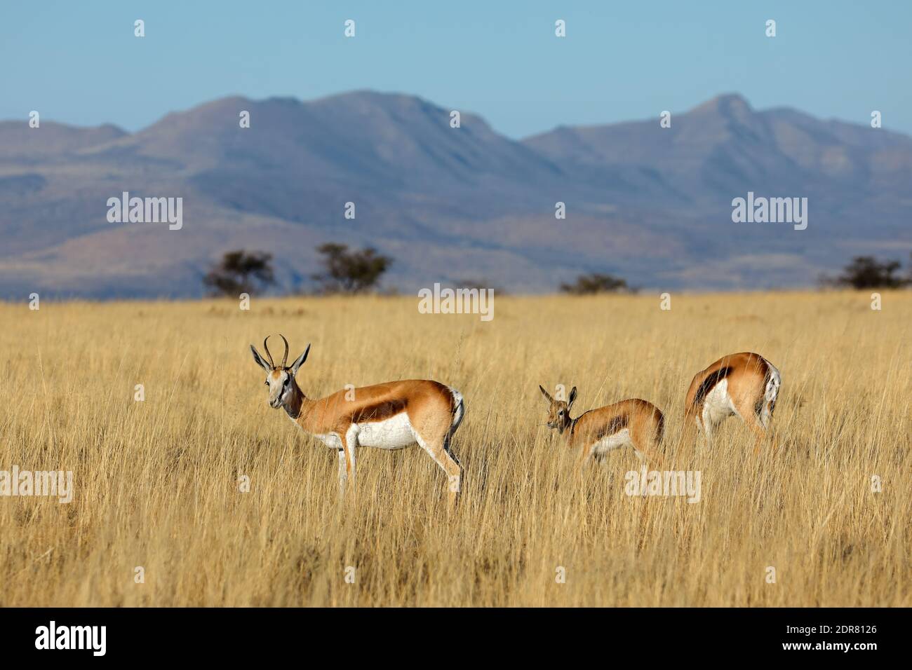 Desert plants and animals hi-res stock photography and images - Alamy