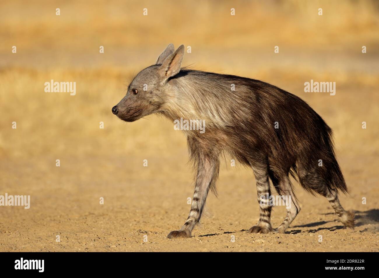 Hyena shadow predator hi-res stock photography and images - Alamy