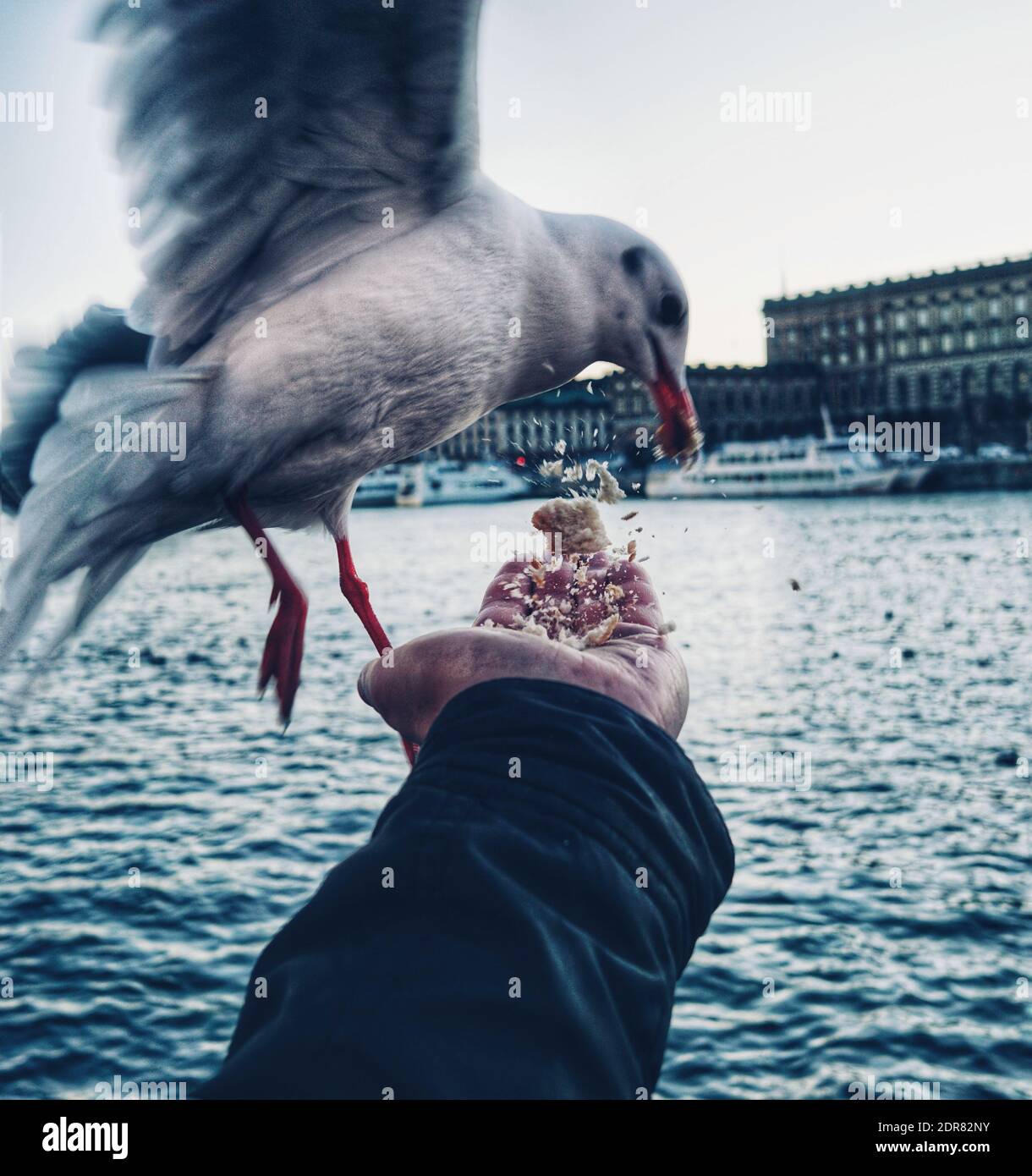 Human headed bird hi-res stock photography and images - Alamy
