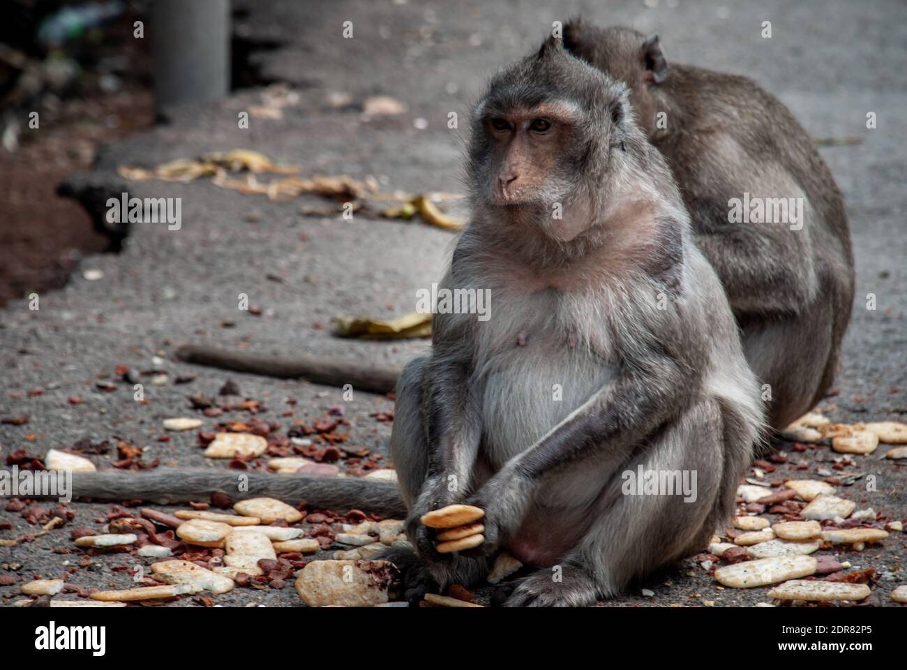 Monkeys Holding Food While Sitting On Land Stock Photo - Alamy
