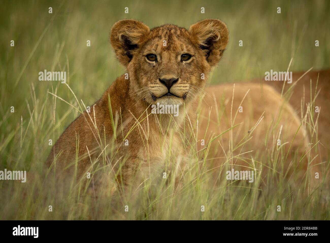 Lion cub sitting looking up hi-res stock photography and images - Alamy