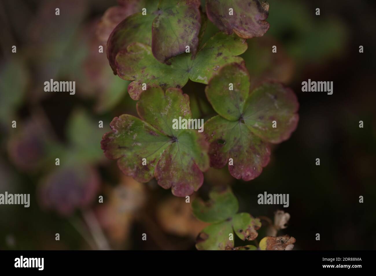 Pink edges hi-res stock photography and images - Alamy