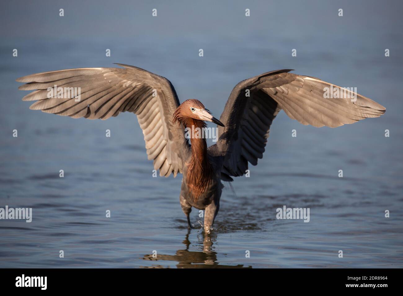 Flapping one wing hi-res stock photography and images - Alamy