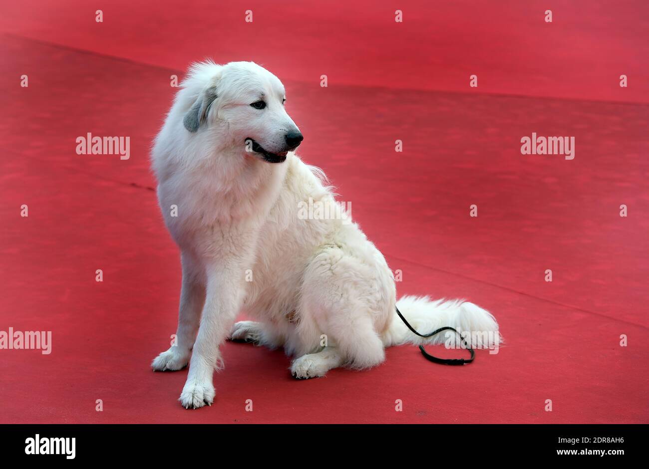 The dog Belle attends the premiere of the film 'Belle & Sebastien, l ...