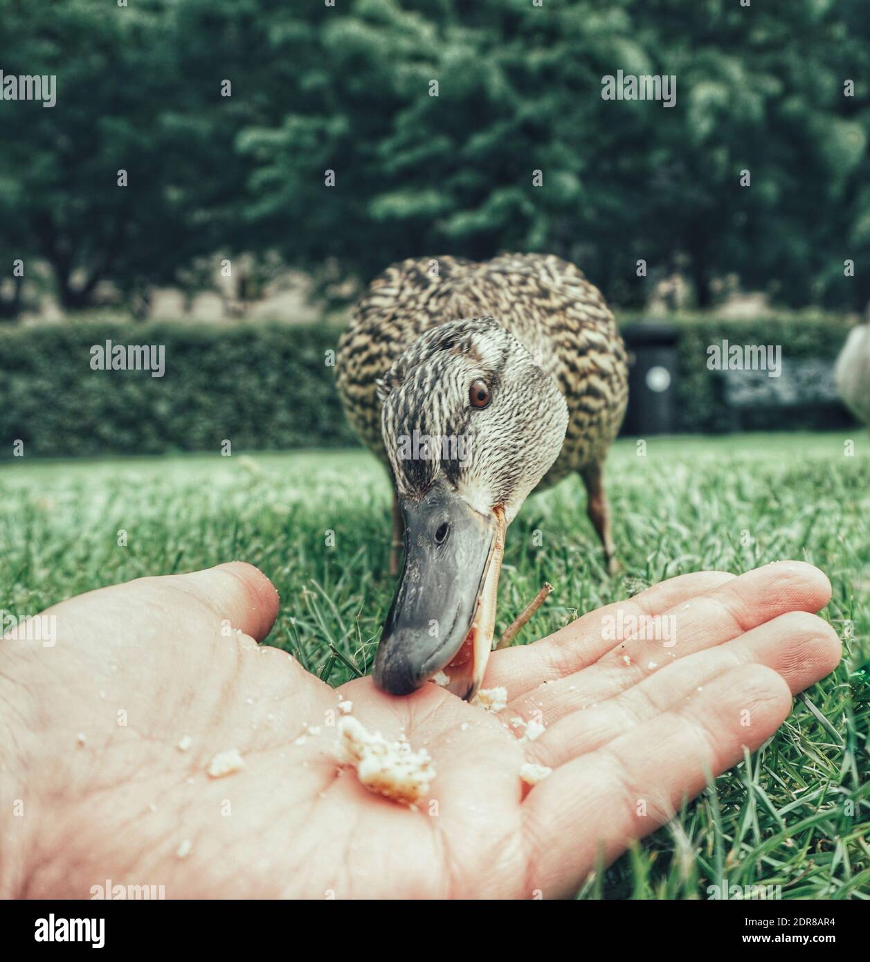 Human duck hi-res stock photography and images - Alamy