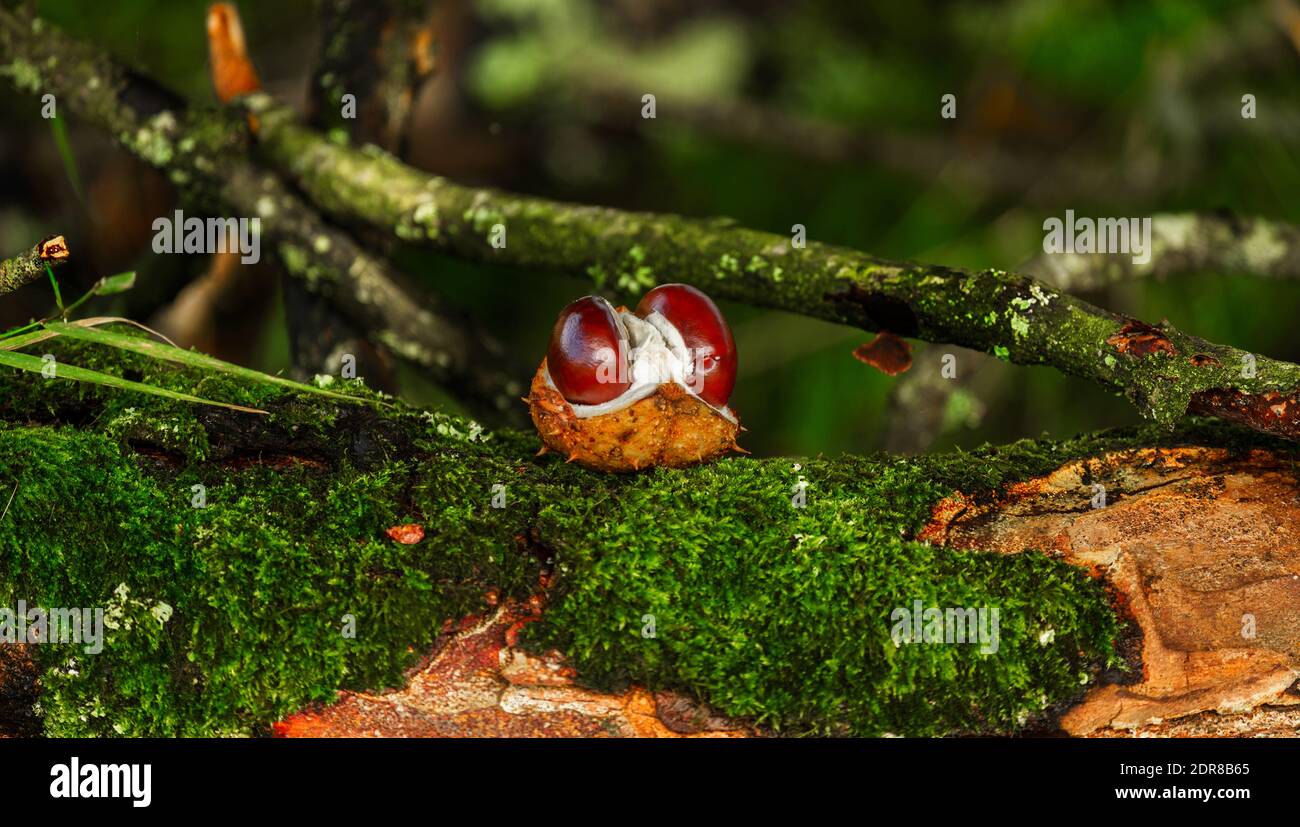 Chestnut, conker in autumn forest Stock Photo - Alamy