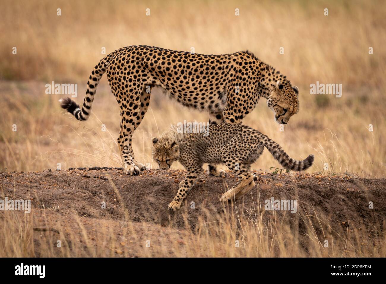 Cheetahs standing on rock hi-res stock photography and images - Alamy
