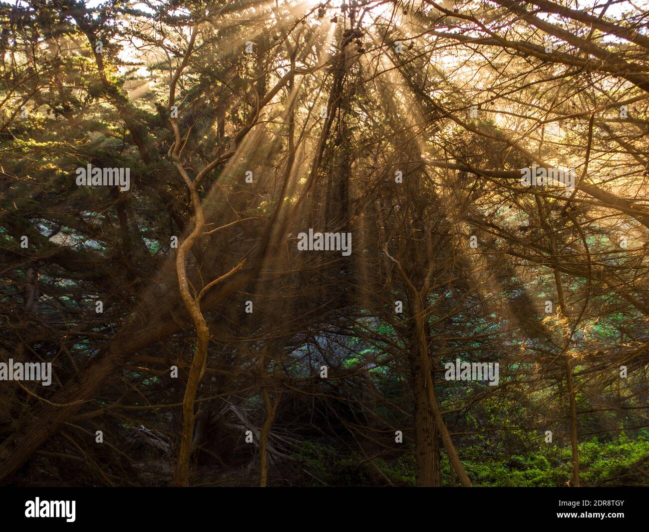 Canyon ranger hi-res stock photography and images - Alamy