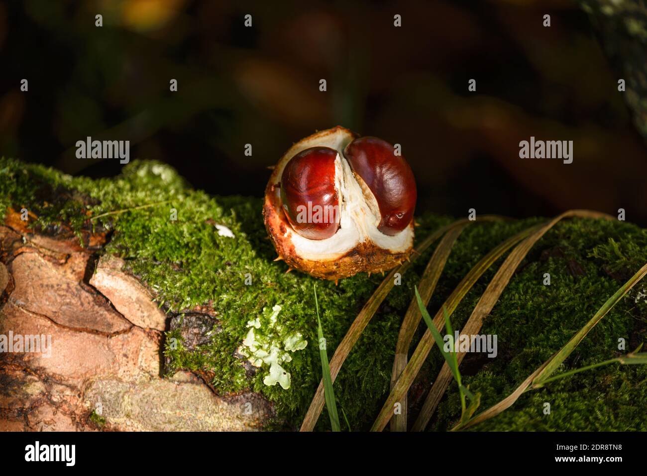 Conker braun hi-res stock photography and images - Alamy