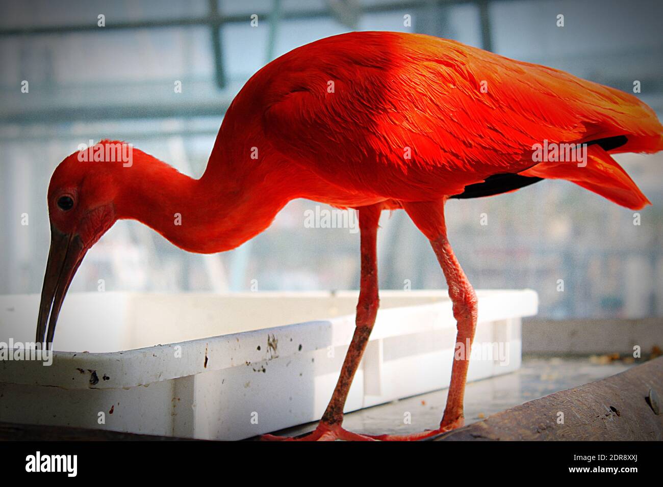 Scarlet ibis head hi-res stock photography and images - Alamy