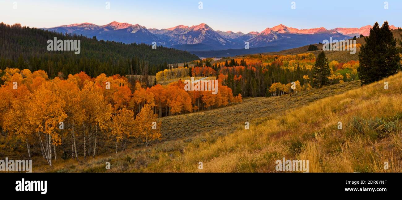 Autumn aspens at sunrise along Idaho's 4th of July Road with Sawtooth ...