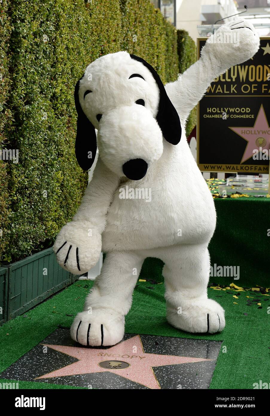 Snoopy is honored with a star on the Hollywood Walk of Fame next to the ...