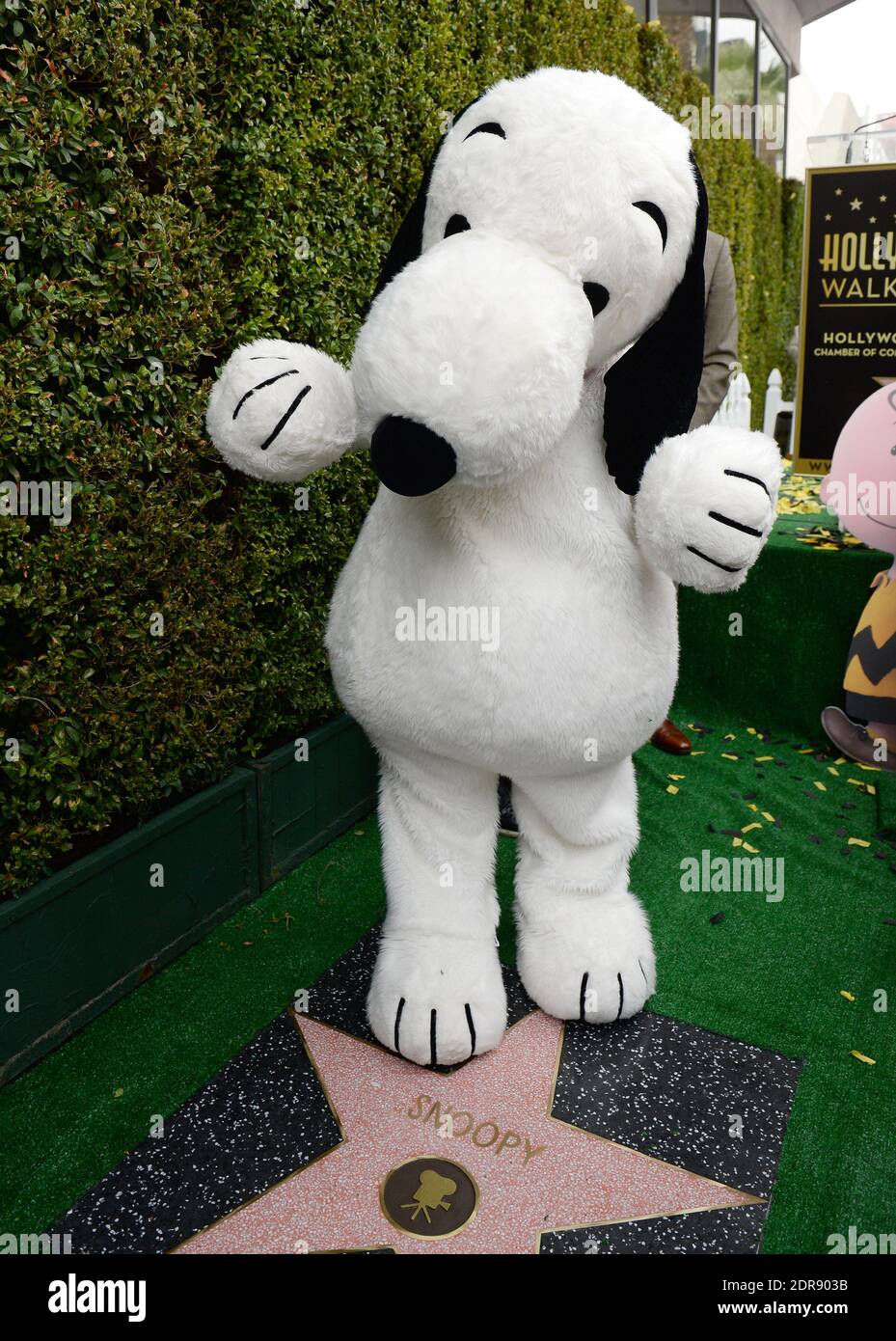 Snoopy is honored with a star on the Hollywood Walk of Fame next to the ...