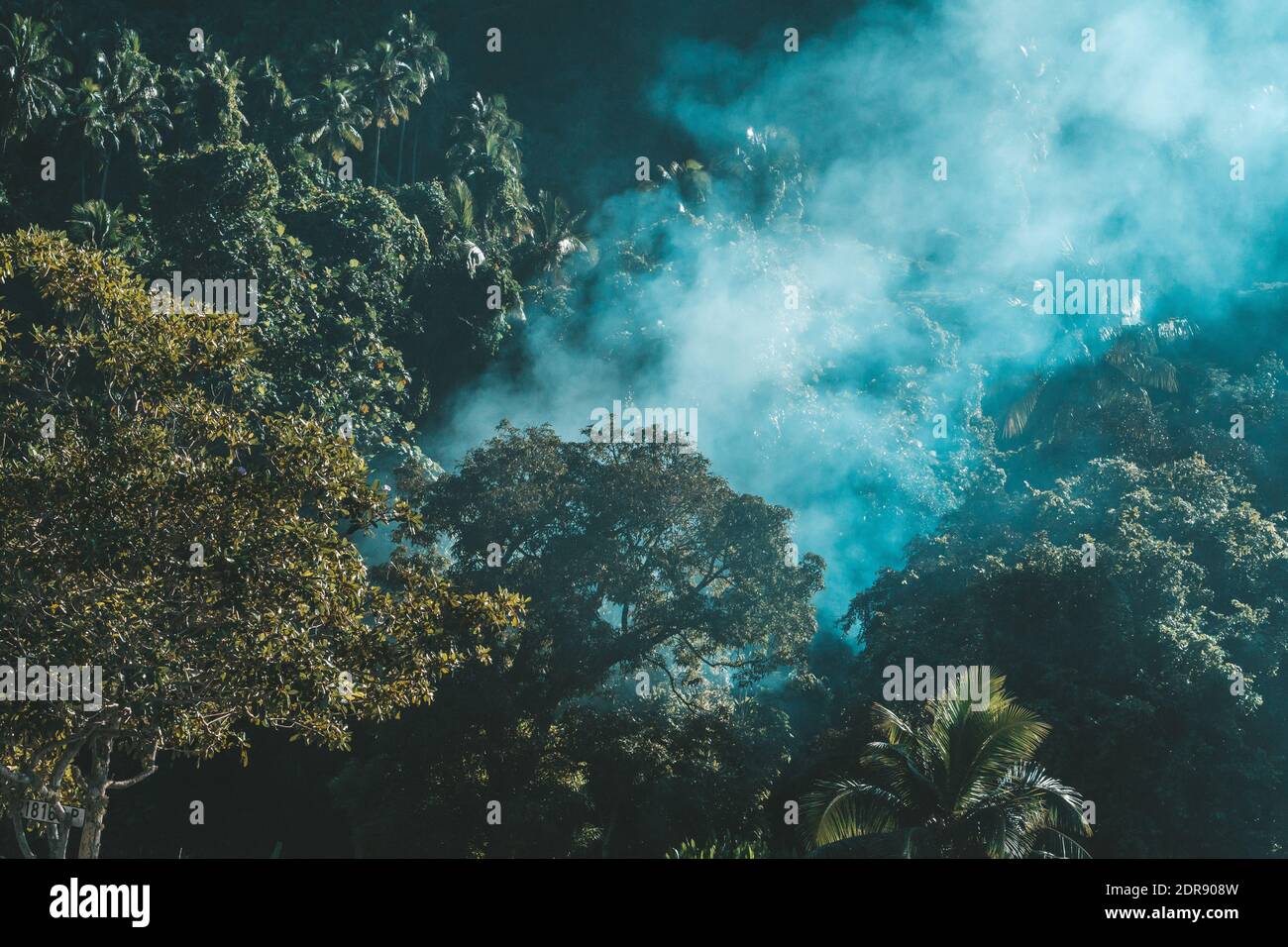 Jungle fire plant hi-res stock photography and images - Alamy
