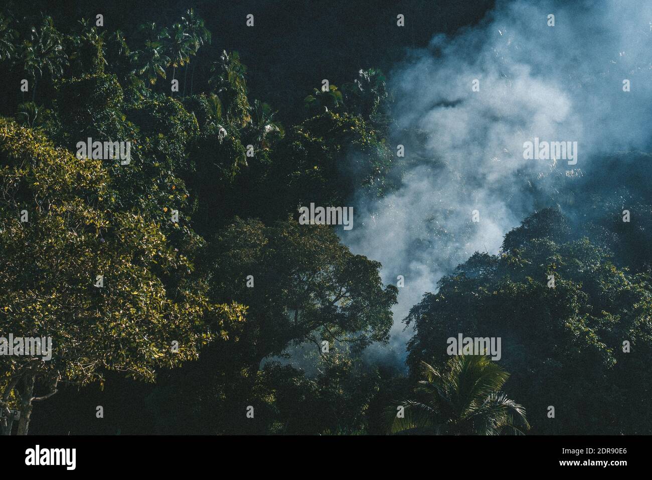 Jungle fire plant hi-res stock photography and images - Alamy