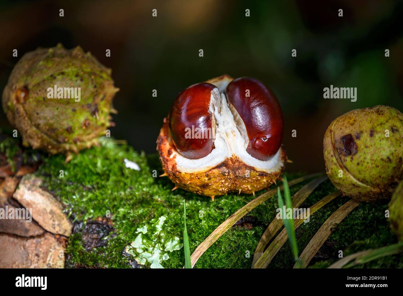 Conkers forest hi-res stock photography and images - Alamy