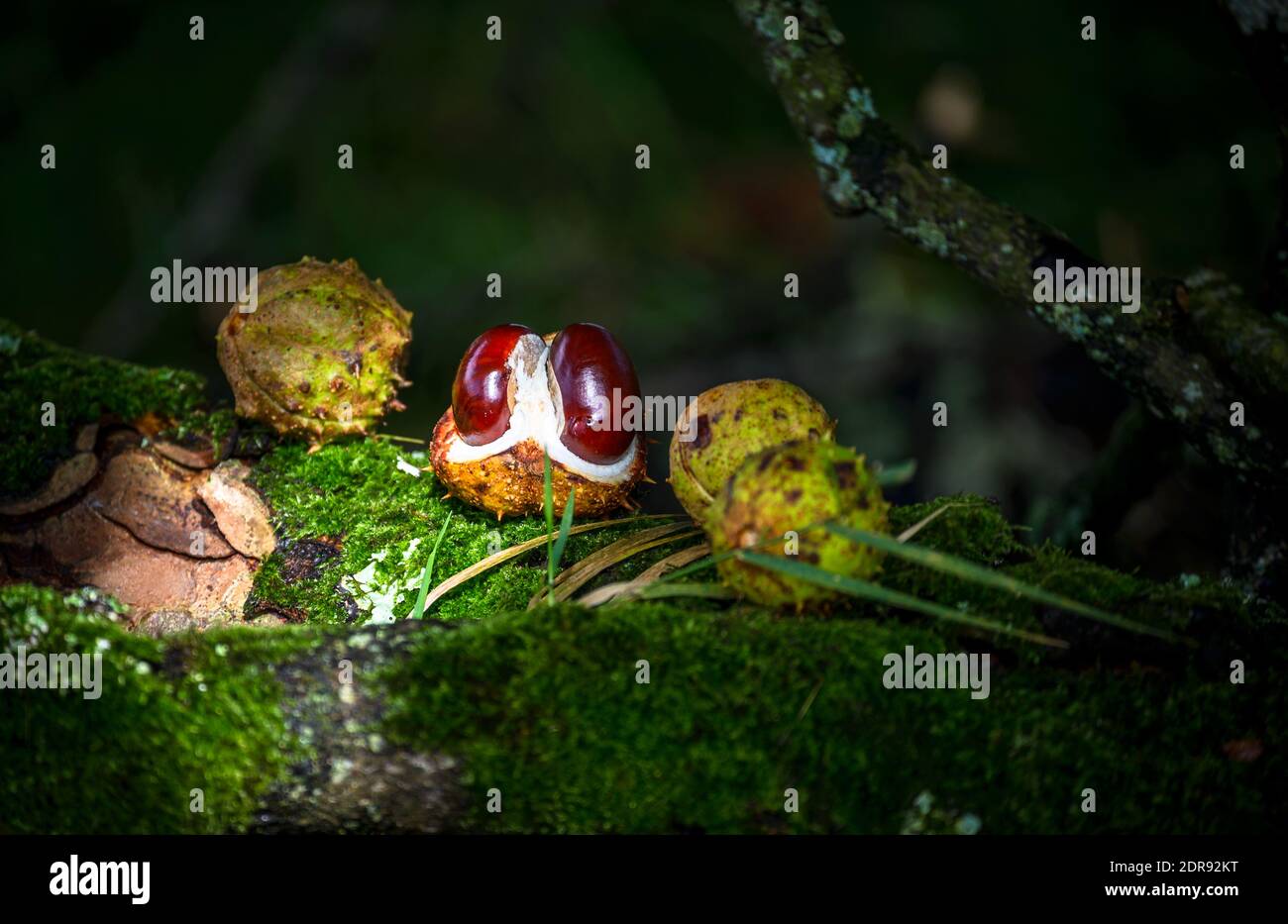 Conker braun hi-res stock photography and images - Alamy