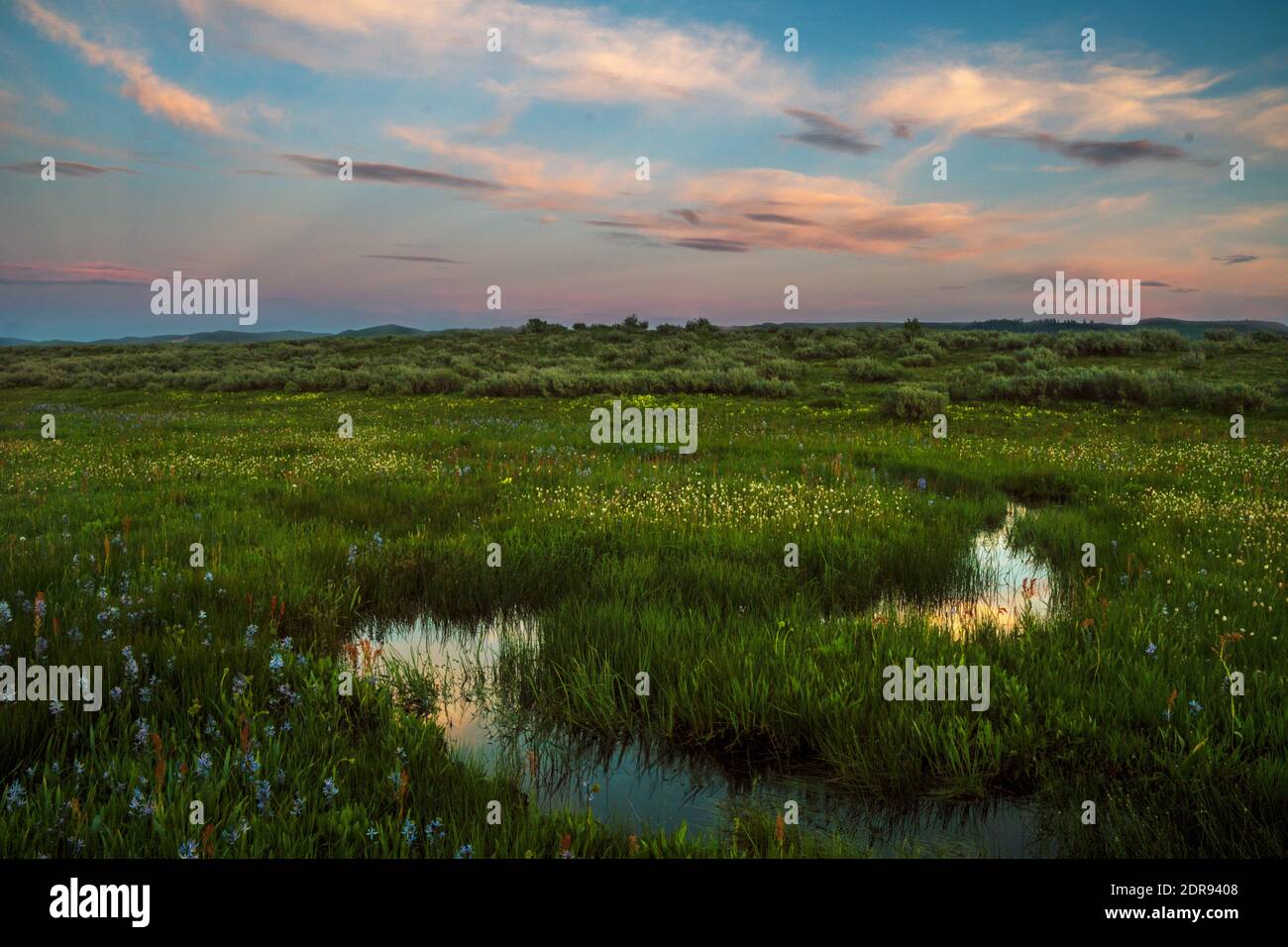 Camas prairie centenial marsh hi-res stock photography and images - Alamy