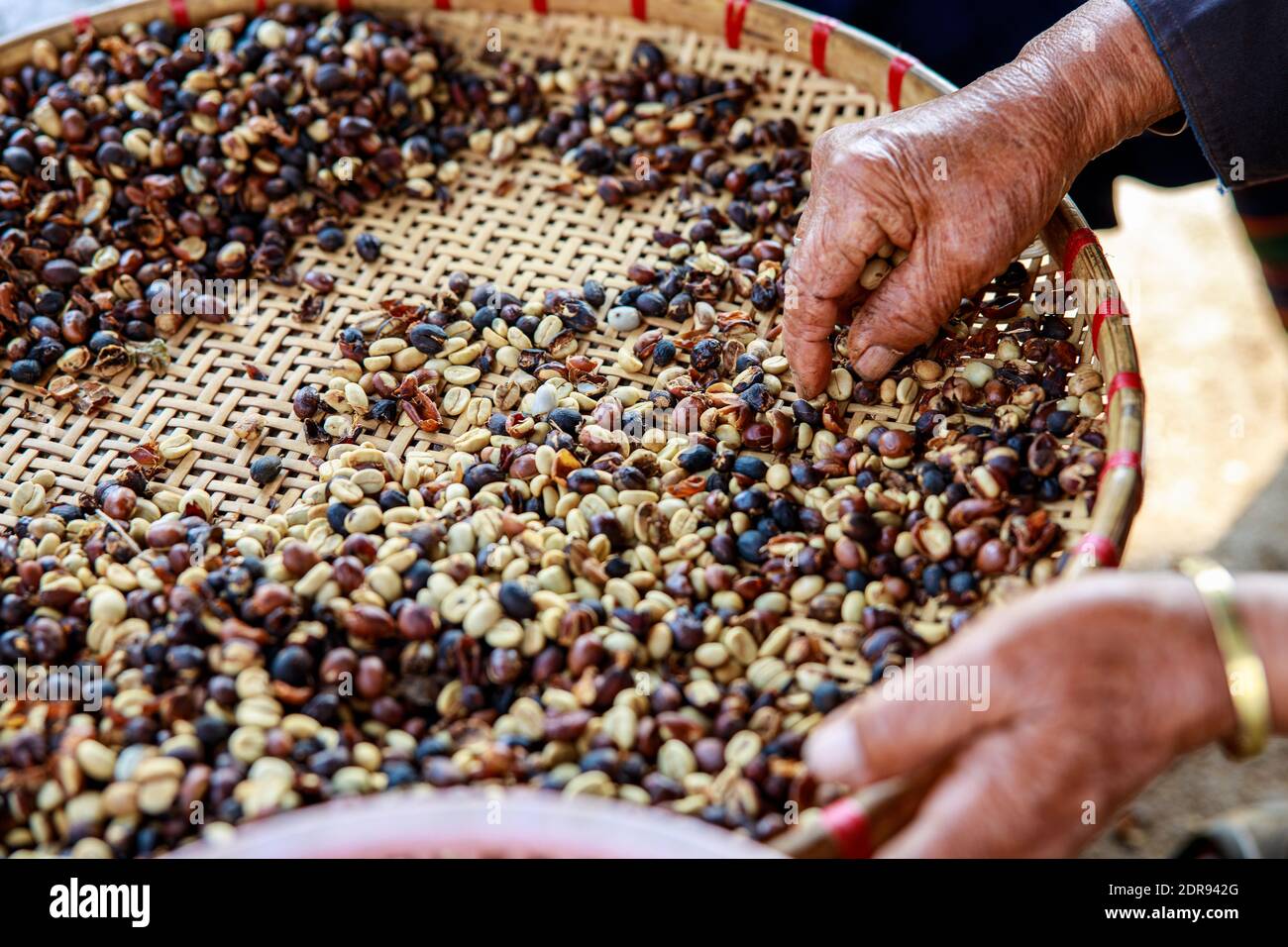 Sorting coffee beans by hand hi-res stock photography and images - Alamy