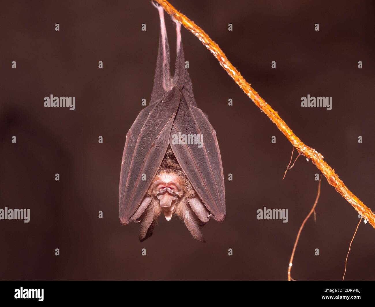 Gunung bat hi-res stock photography and images - Alamy