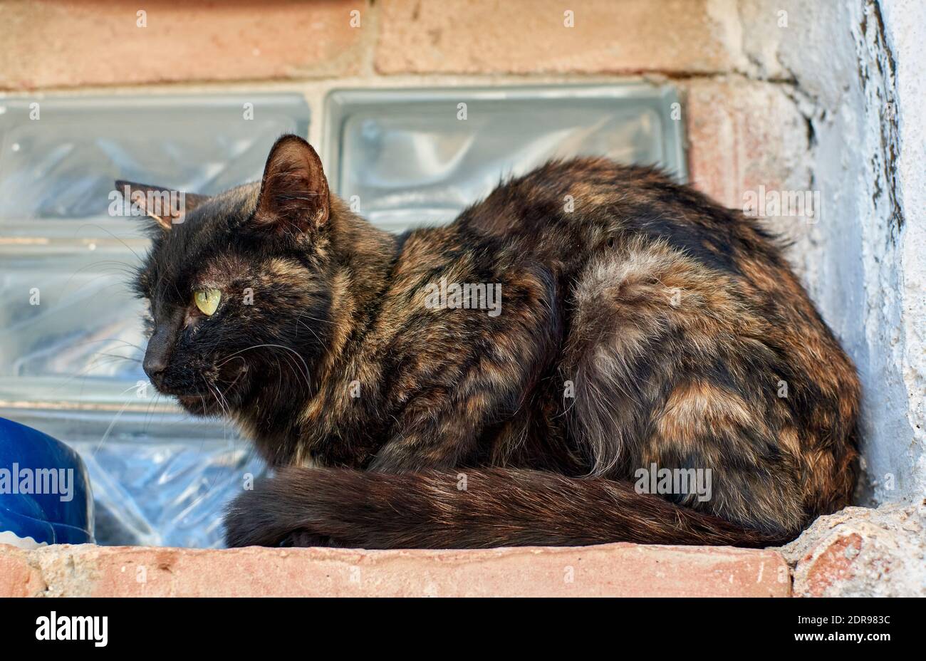 A closeup of a scruffy cat snuggly sitting on an exterior window sill ...