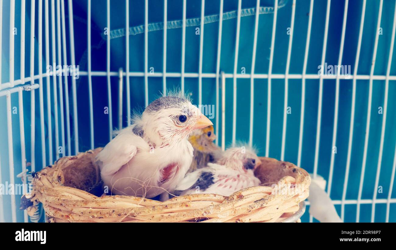 Wicker cage hi-res stock photography and images - Alamy