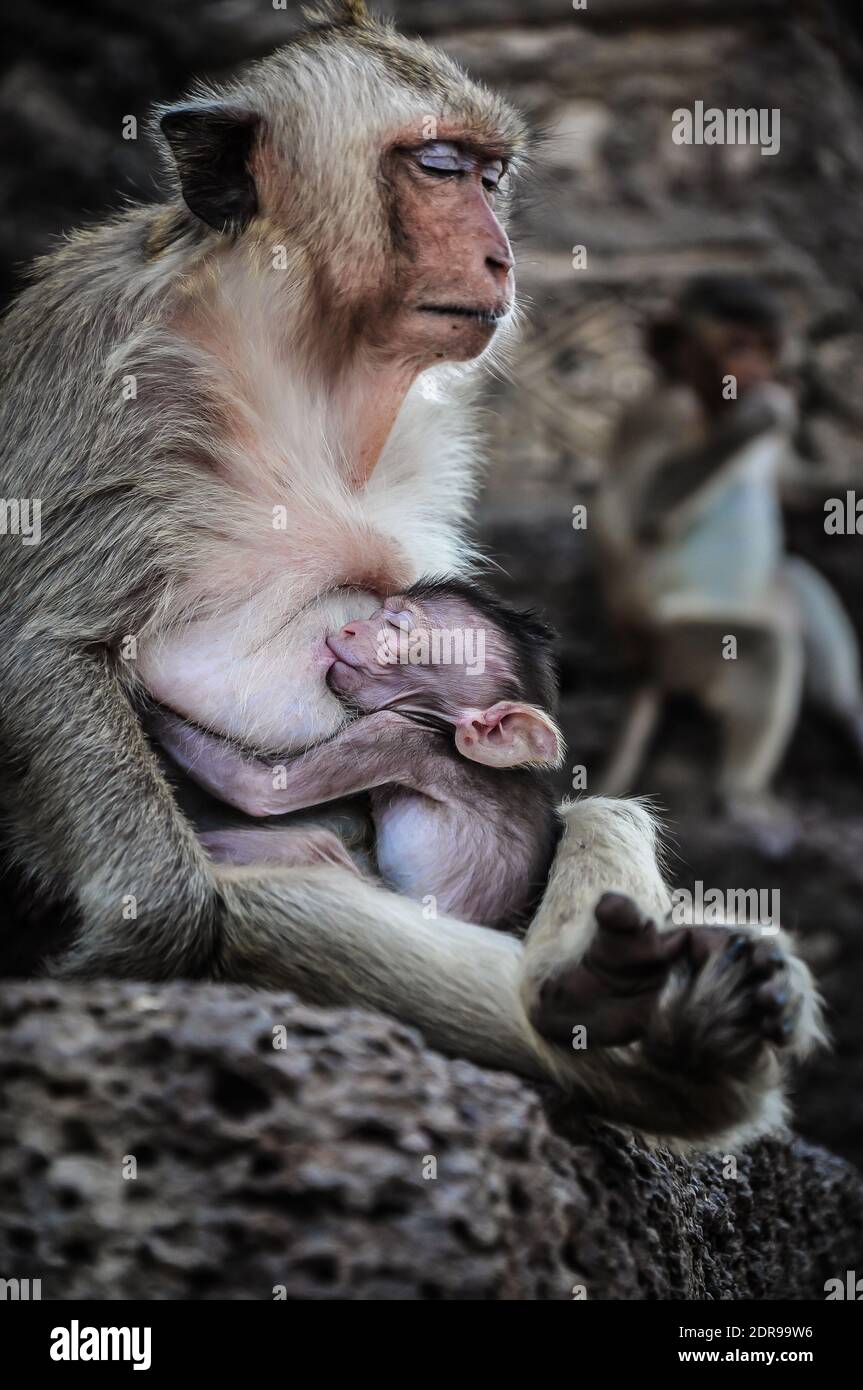Family breastfeeding animal animals hi-res stock photography and images ...