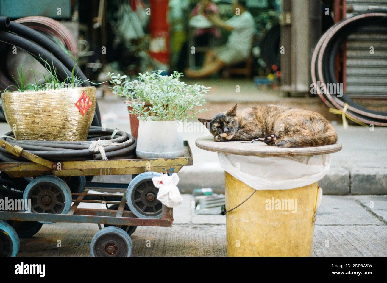 Domestic cat bucket hi-res stock photography and images - Alamy