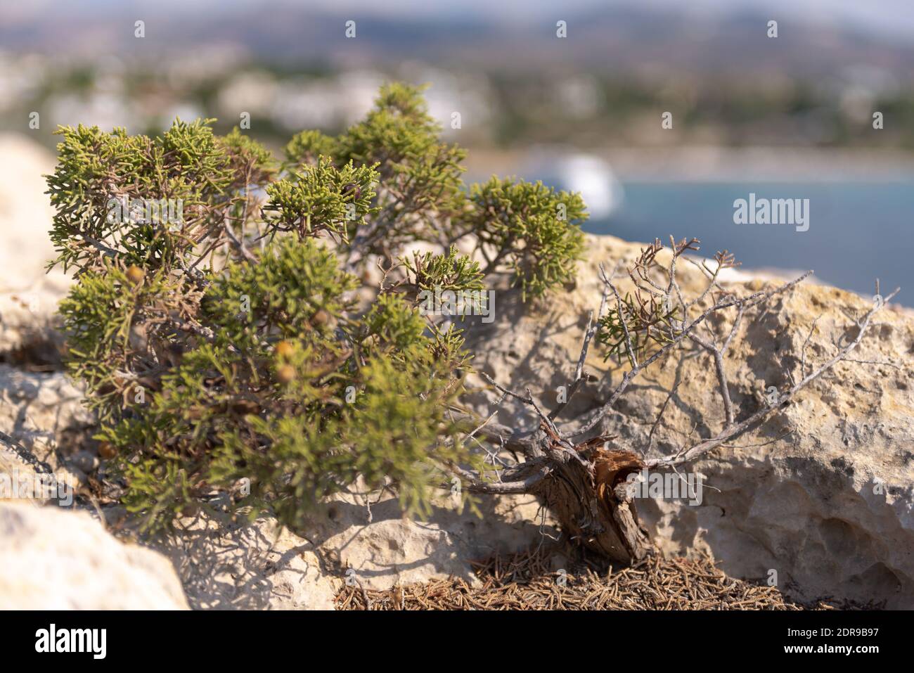 Natural bonsai on the rocks of Cyprus. From yamadori juniper Stock ...
