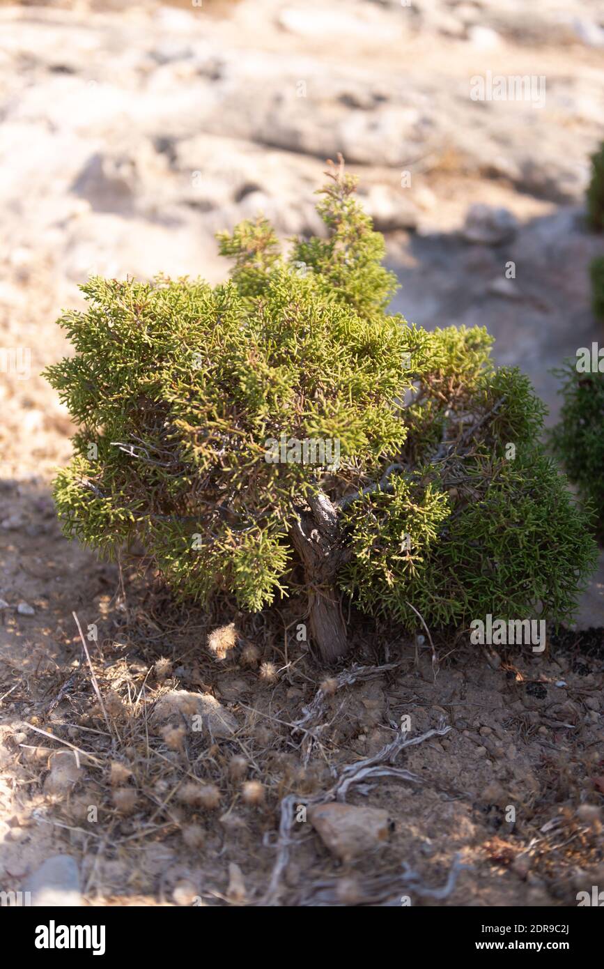 Natural bonsai on the rocks of Cyprus. From yamadori juniper Stock ...