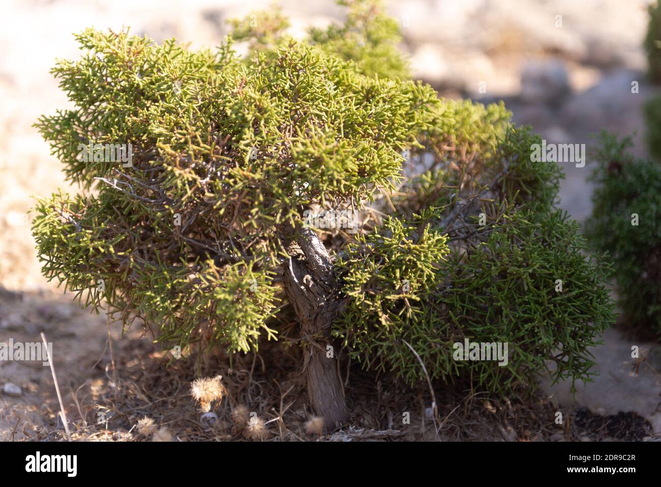 Natural bonsai on the rocks of Cyprus. From yamadori juniper Stock ...