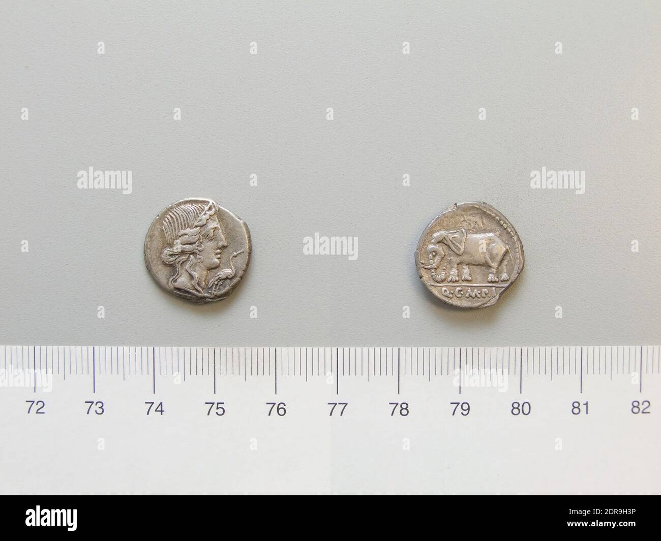 Caecilius hi-res stock photography and images - Alamy