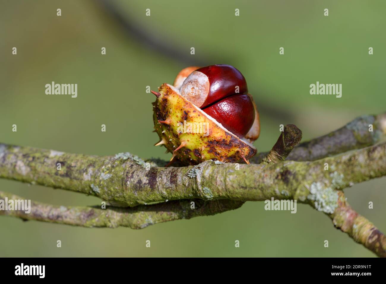Conkers forest hi-res stock photography and images - Alamy