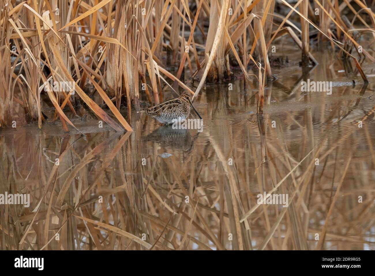 Small snipe hi-res stock photography and images - Alamy