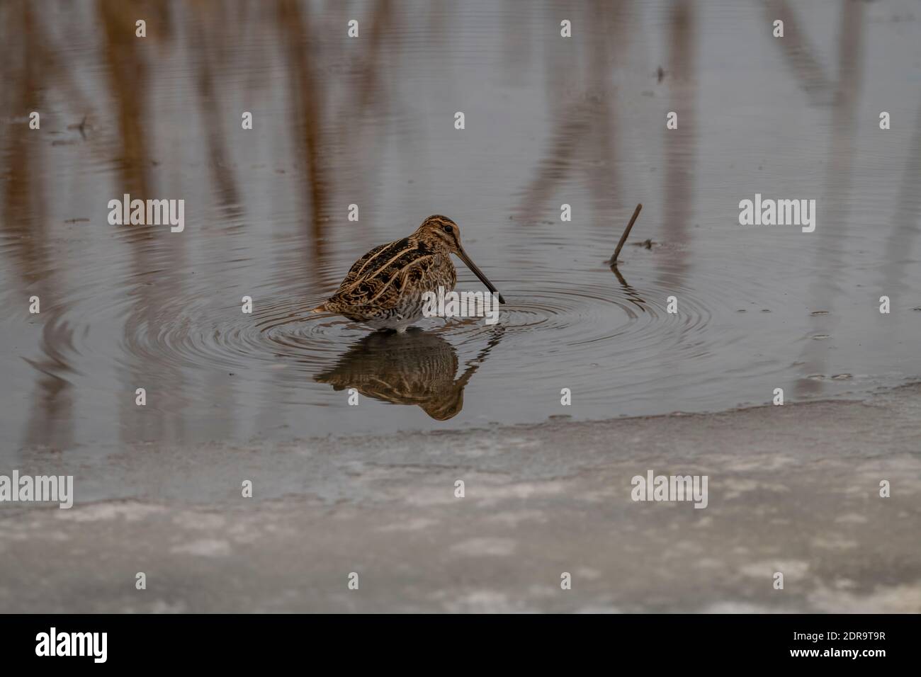 Wilson's snipe, Utah Stock Photo - Alamy