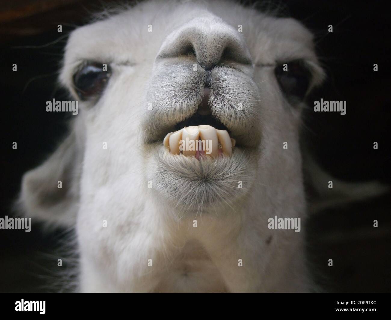 Llama close up nose teeth hi-res stock photography and images - Alamy