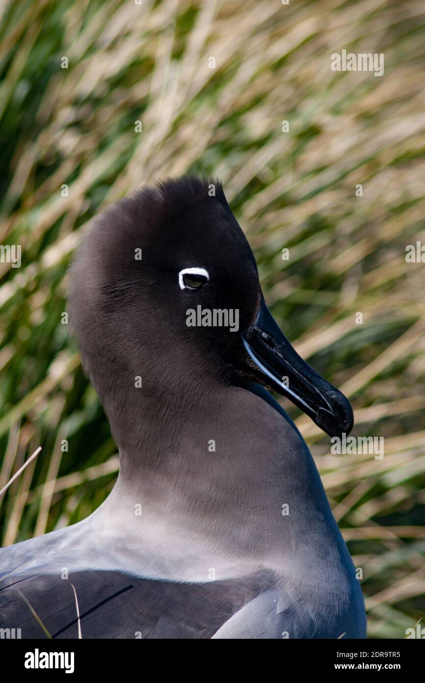 Georgia Mantle High Resolution Stock Photography and Images - Alamy