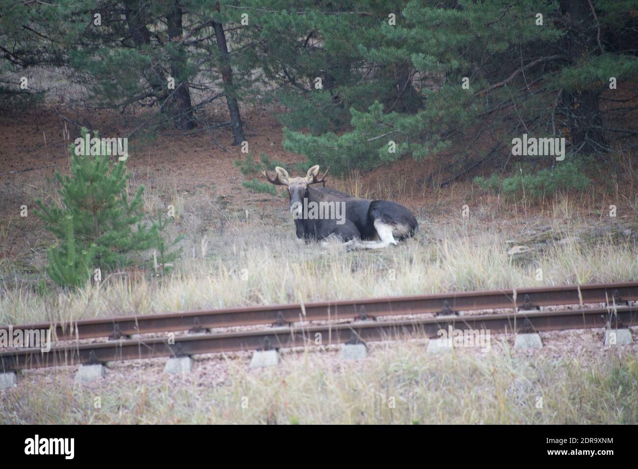 An elk is seen in the now decontaminated so-called 'Red Forest' in the ...