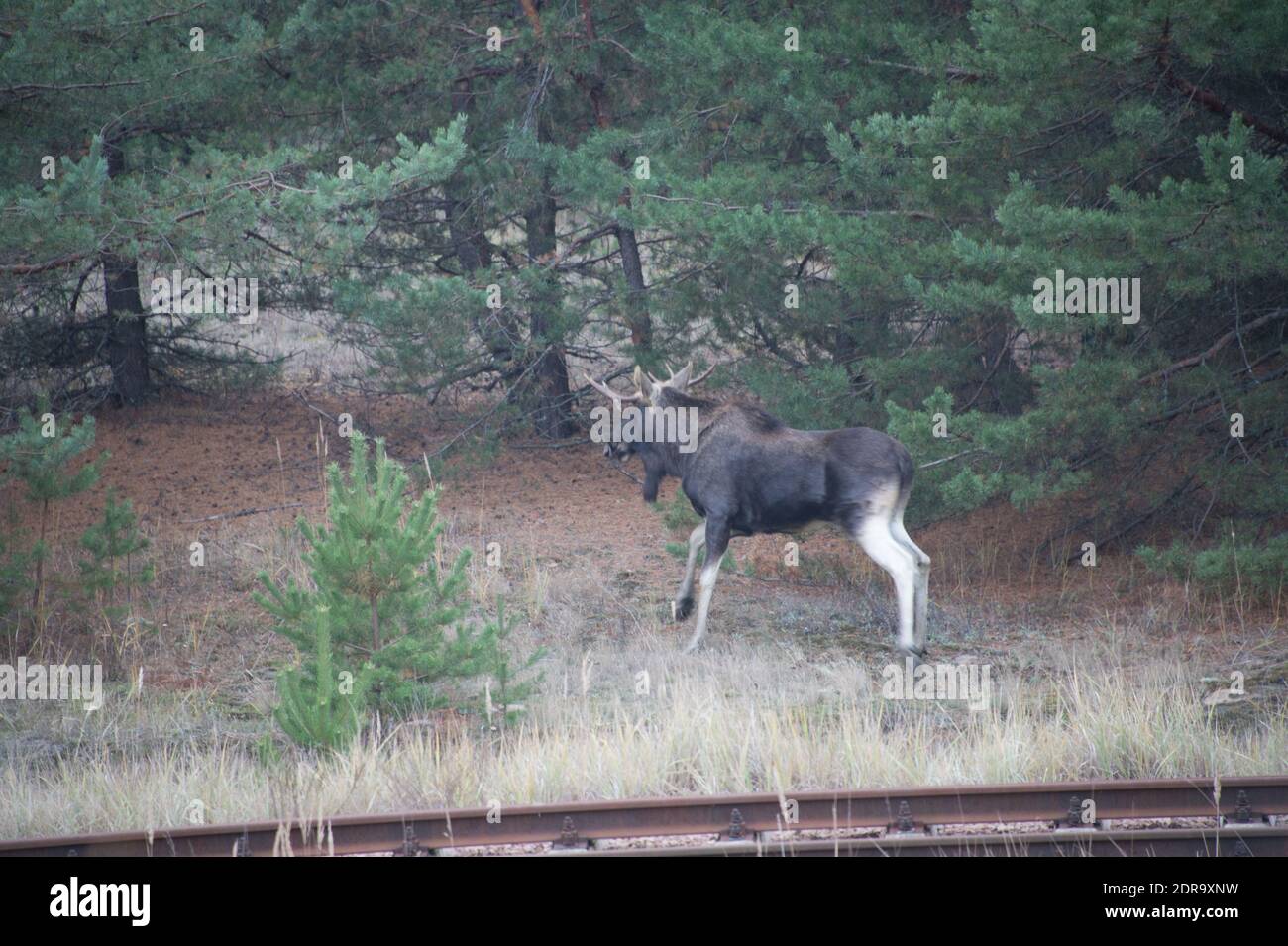 An elk is seen in the now decontaminated so-called 'Red Forest' in the ...