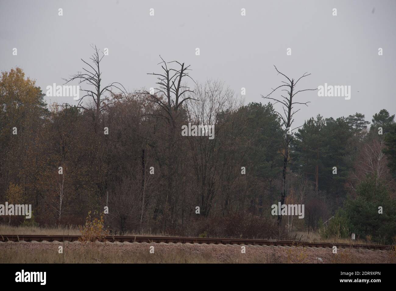 Chernobyl 1986 forest hi-res stock photography and images - Alamy