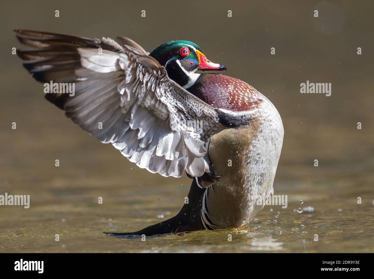 Close up view of male wood duck hi-res stock photography and images - Alamy
