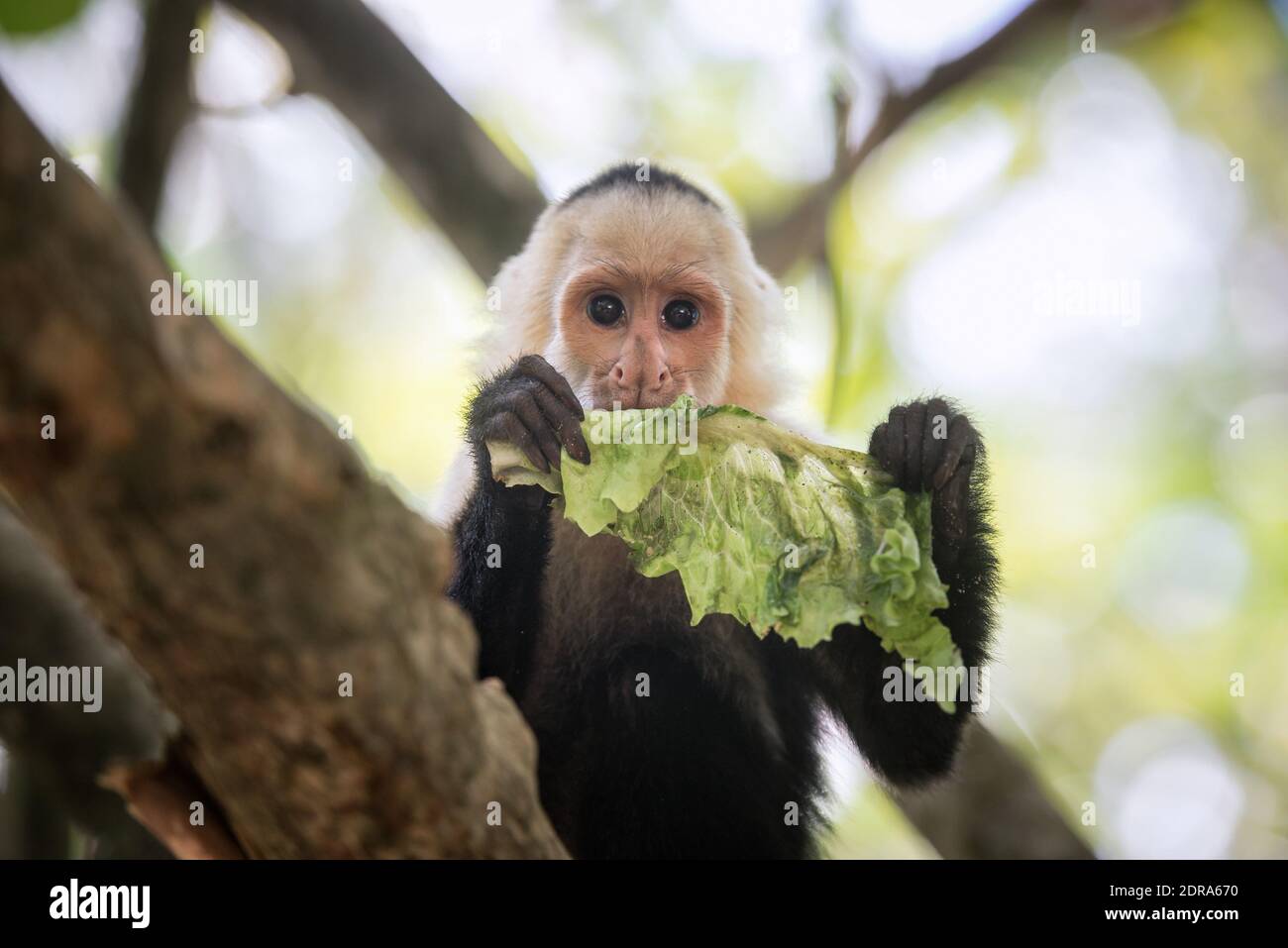 Monkey eating leaf hi-res stock photography and images - Alamy