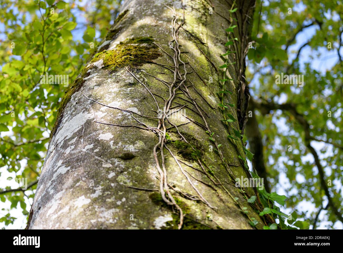 Tree rainforest vines hi-res stock photography and images - Alamy