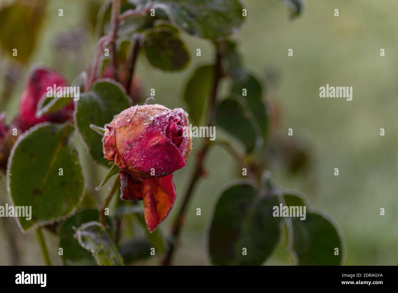 Roses in the frost hi-res stock photography and images - Alamy