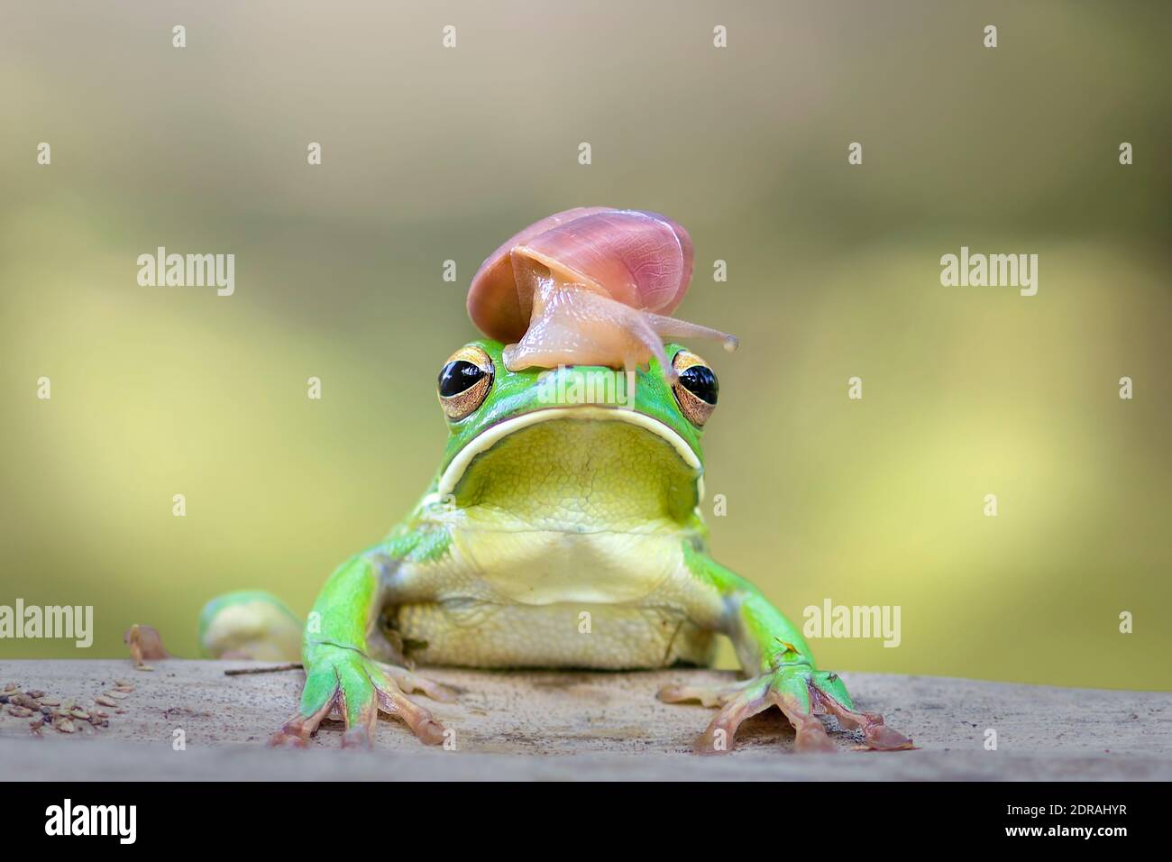 Dumpy Frogs High Resolution Stock Photography and Images - Alamy